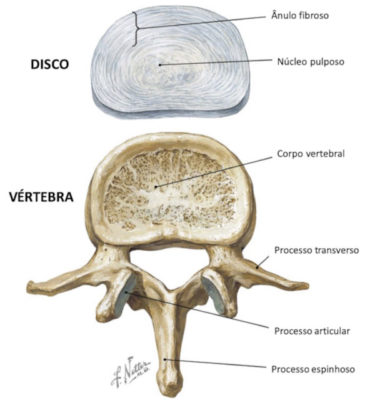 Anatomia da coluna: o que você precisa saber - Dr. Alberto Gotfryd